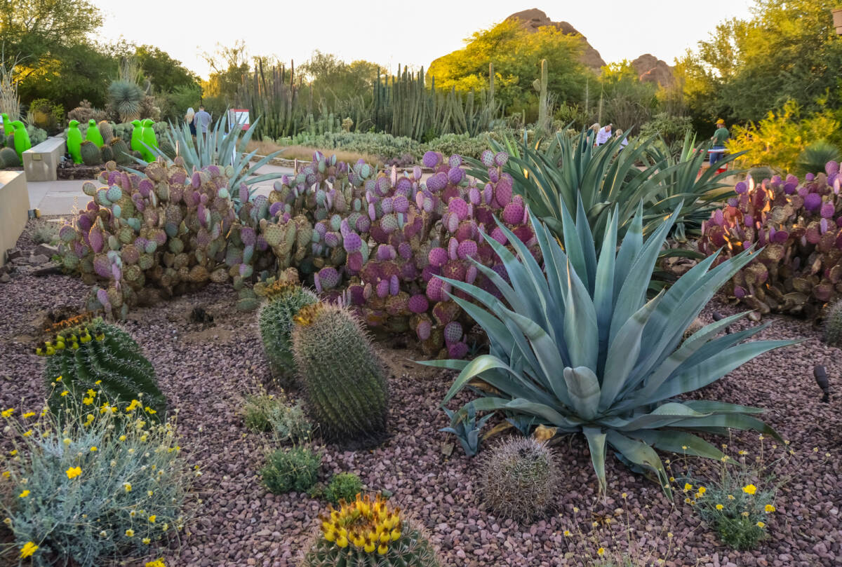 Sustainable Landscape Design Ideas for Drought Conditions - Mike's ...